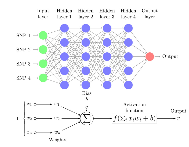 使用 Graphviz 绘制神经网络结构图:调整清晰度与样式定制指南 Sbook灵感之窗 7718